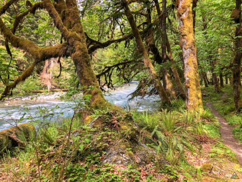 East Fork Quinault & Enchanted Valley - Olympic National Park • MB Guiding