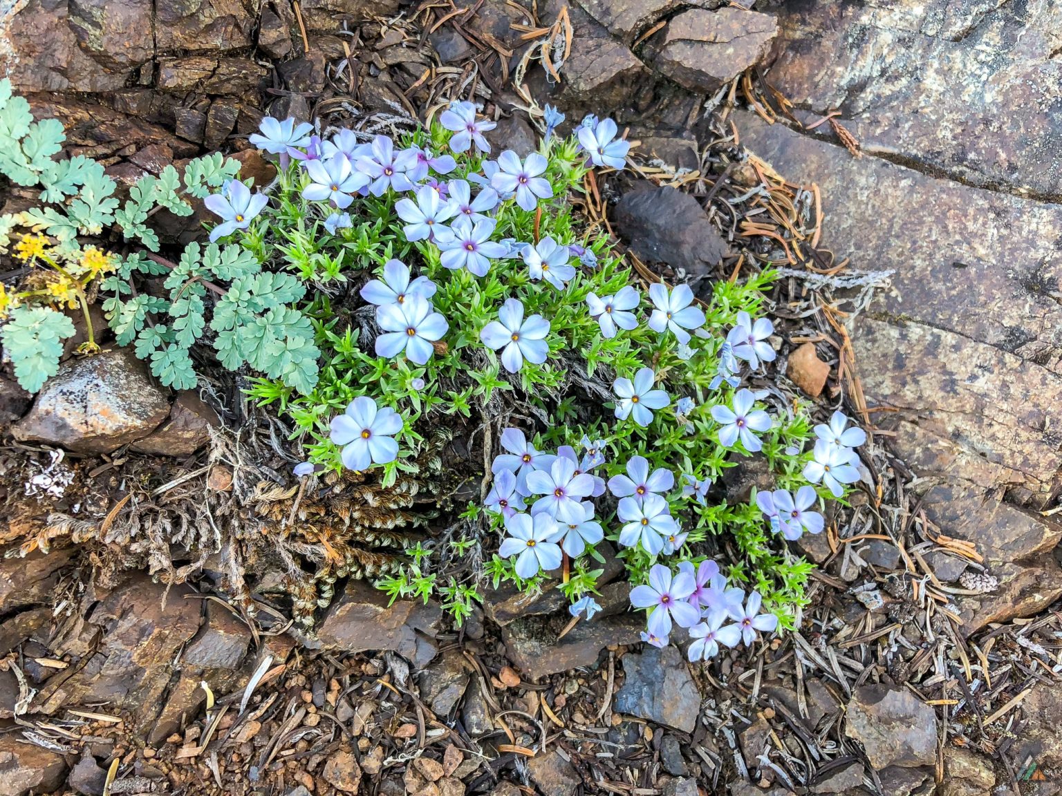 Flower Ridge Trail - Strathcona Provincial Park • MB Guiding