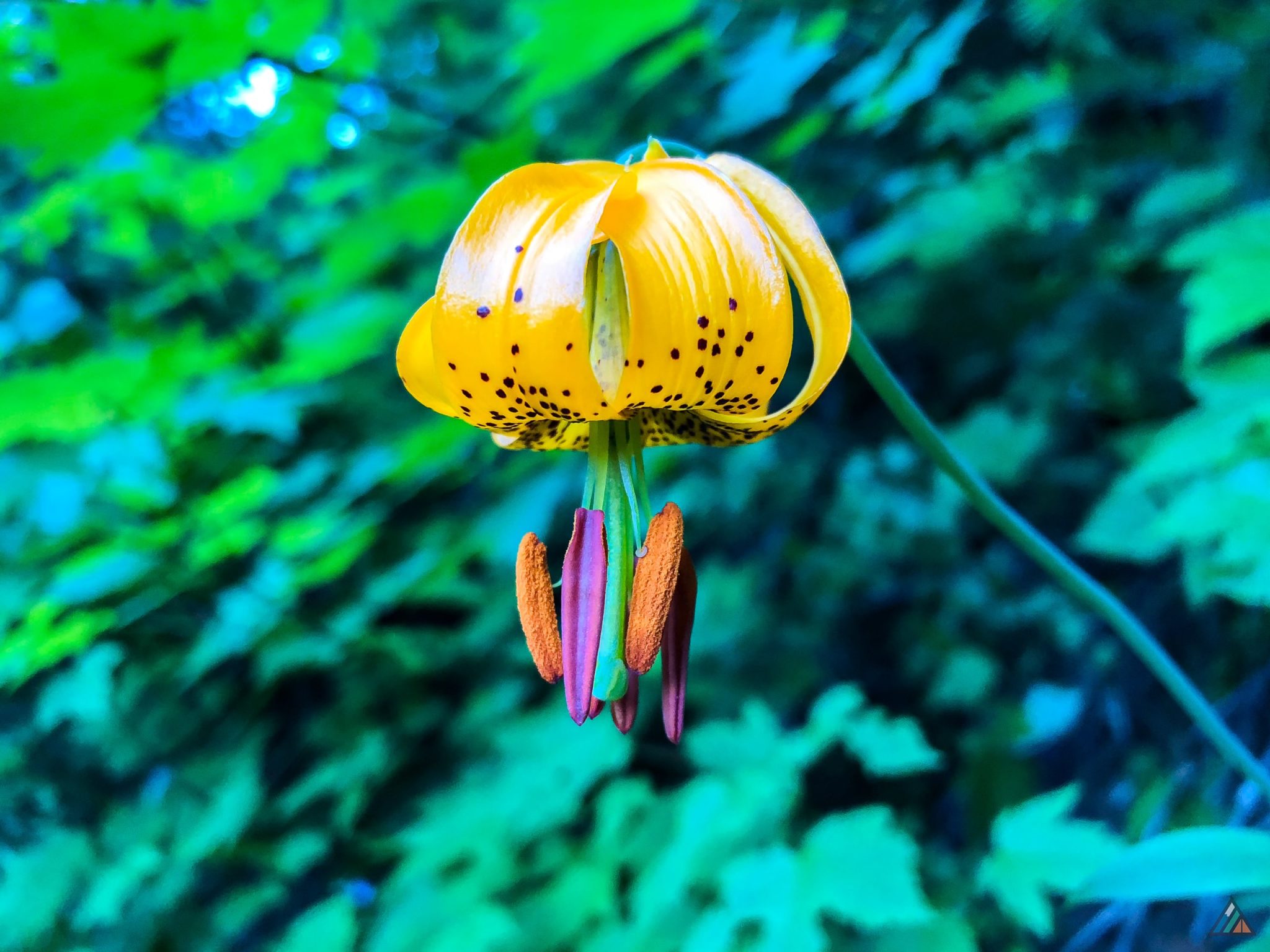 Flower Ridge Trail - Strathcona Provincial Park • MB Guiding